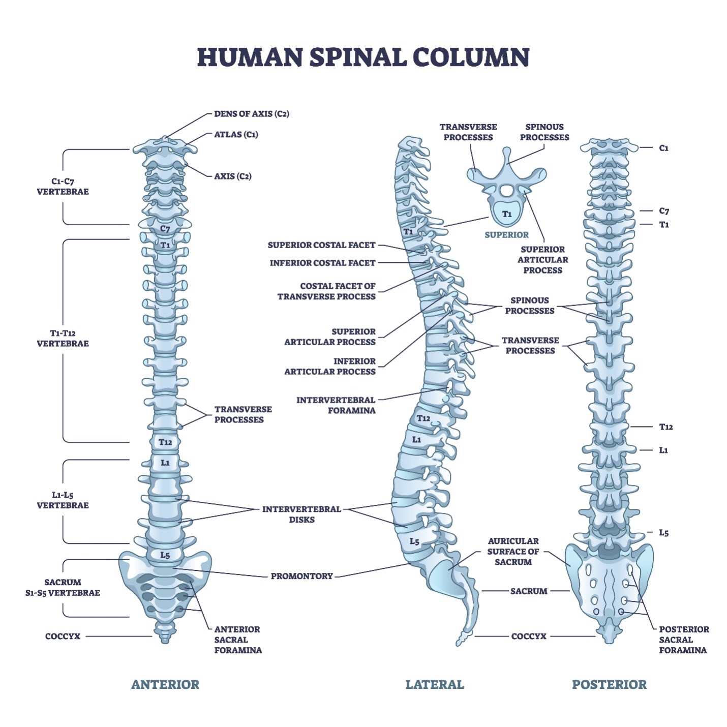 Understanding Severe Spinal Cord Injuries from Accidents